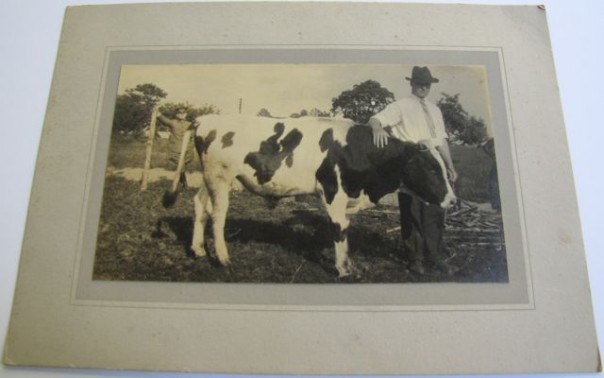Antique Photo Of Prized Cow